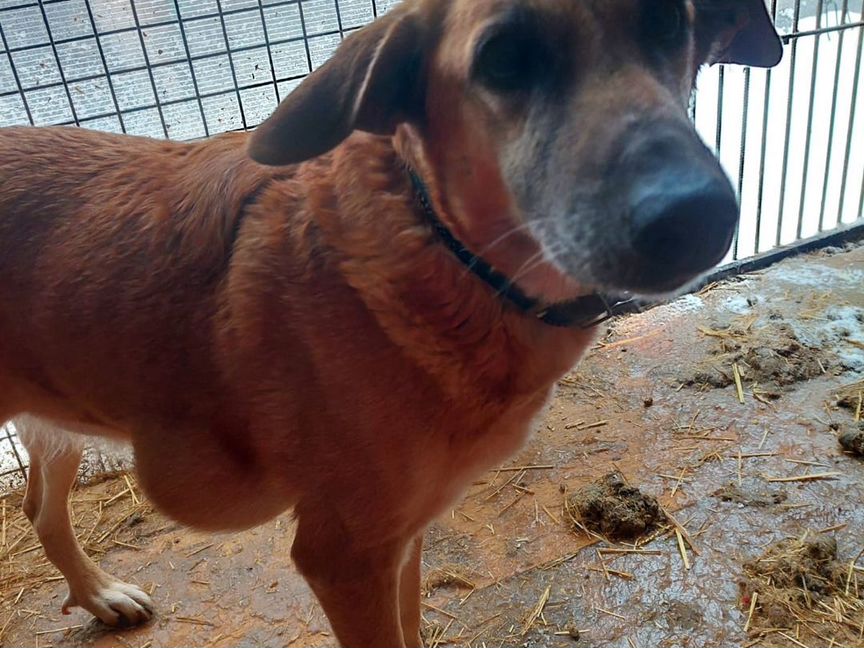 Больная собака одна в стенах прюта