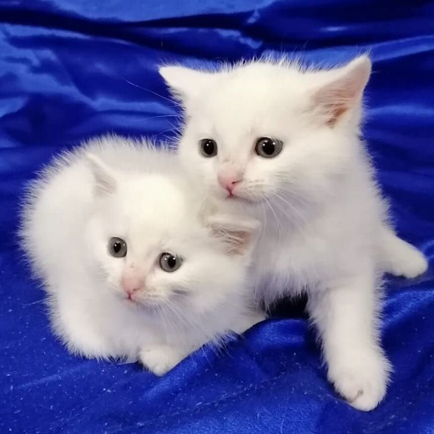 Котята