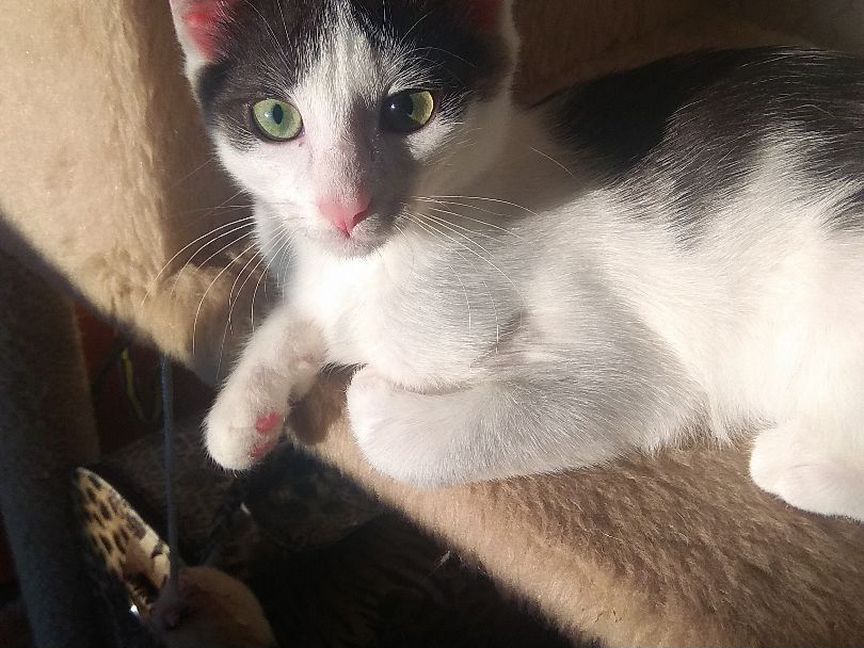 Котенок ловец мышей