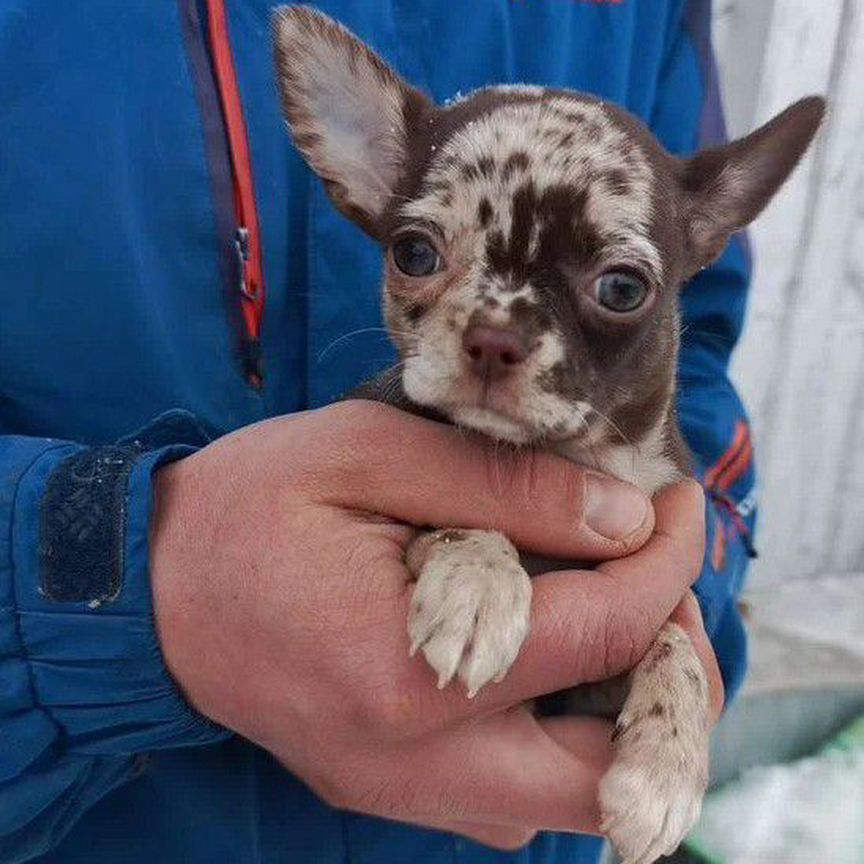 Чихуахуа мерле девочка