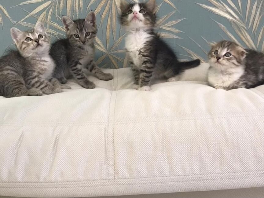 Сибирские котята