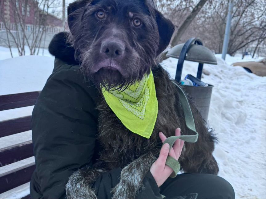 Собака недавно попала в приют нужен дом и хозяин