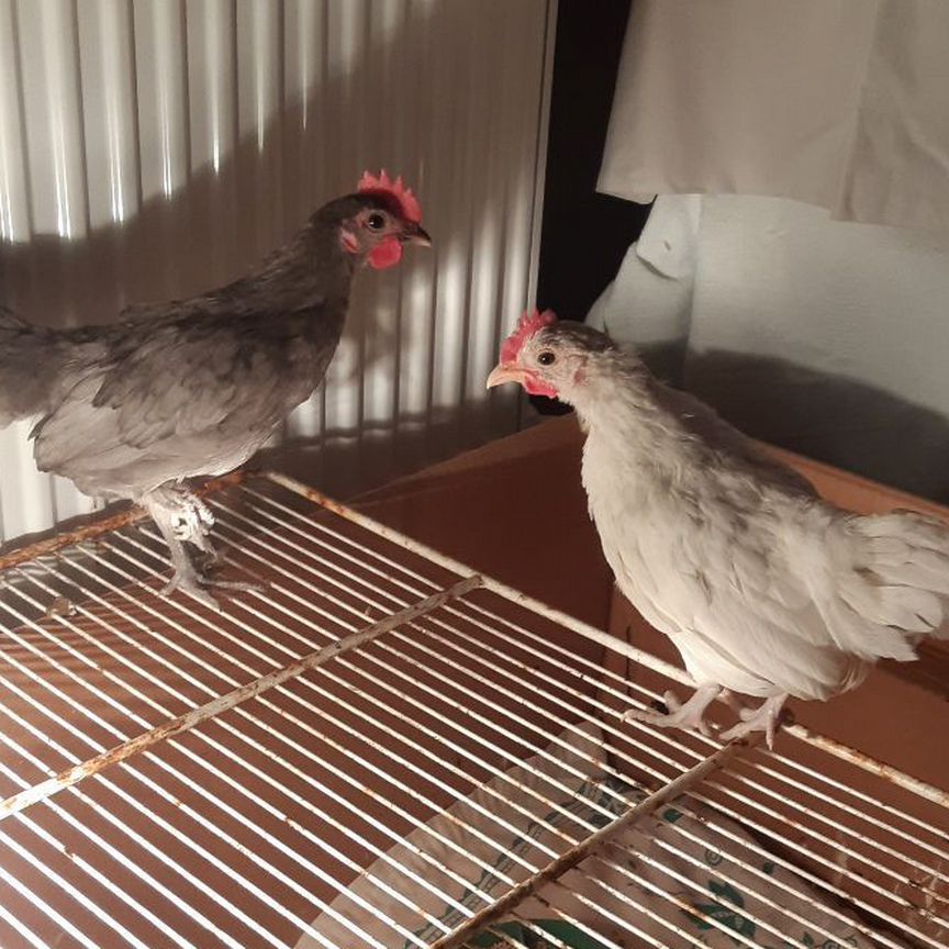 Карликовый петушок