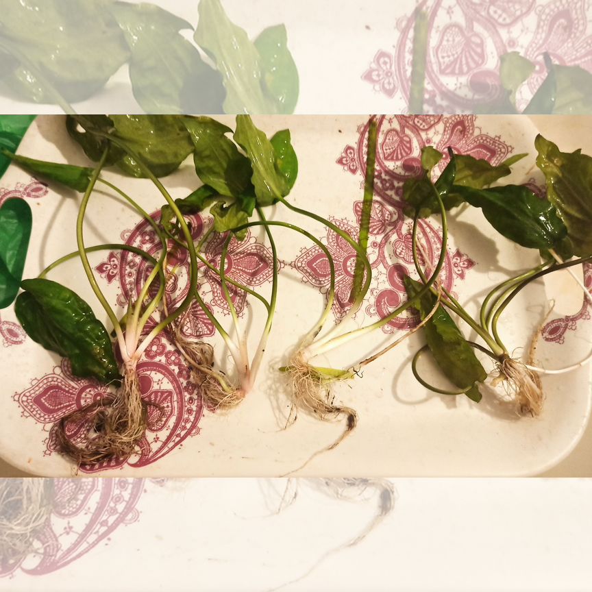 Аквариумное растение