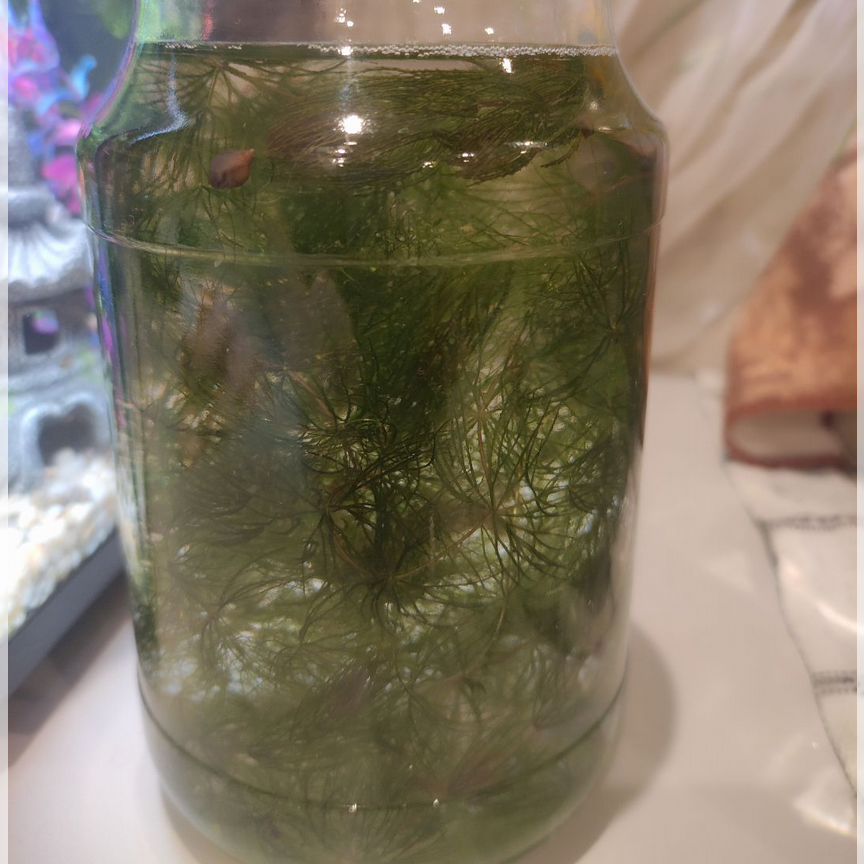 Роголистник в аквариум