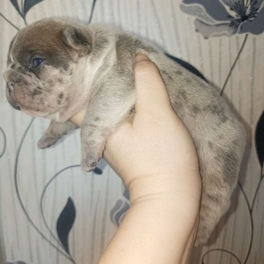 Французский бульдог