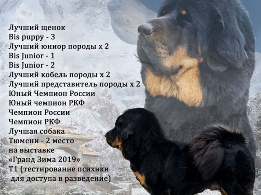 Вязка. Тибетский мастиф