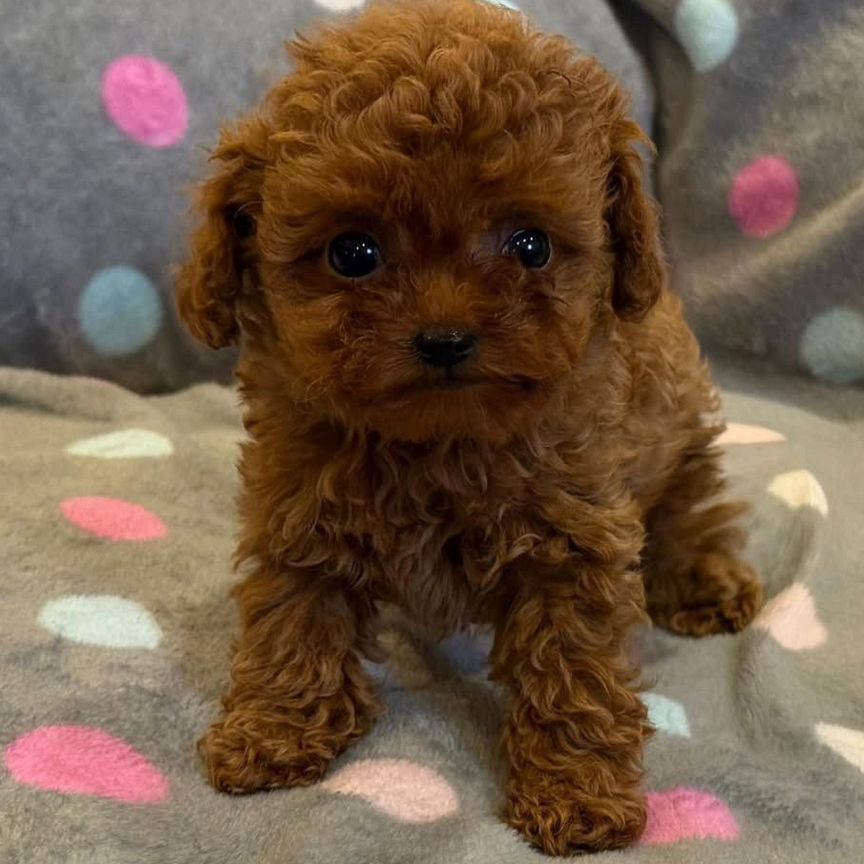 Той-пудель, щенок