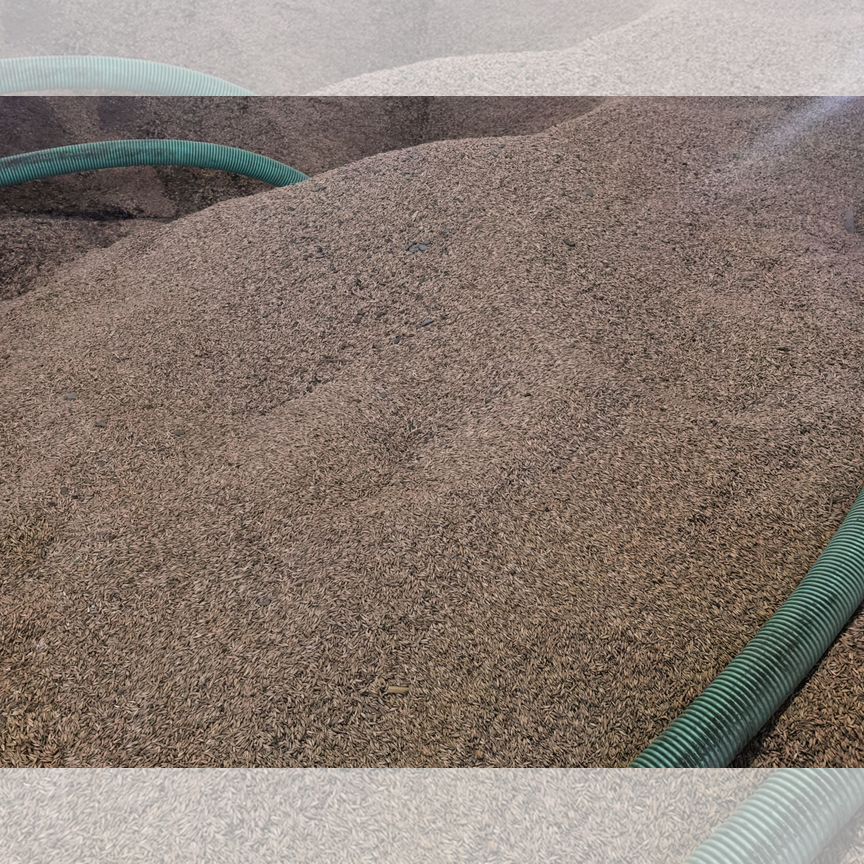 Зерно ячмень