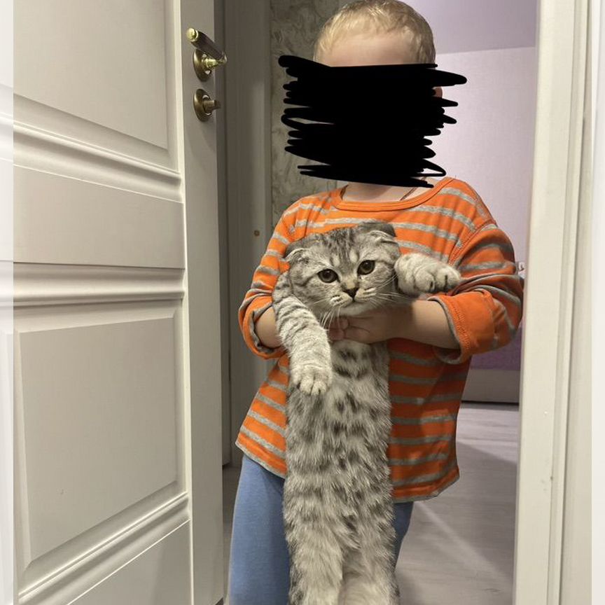Кошка шотландская 6 месяцев бесплатно
