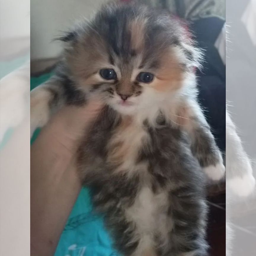 Шотландский вислоухий длинношёрстный котёнок