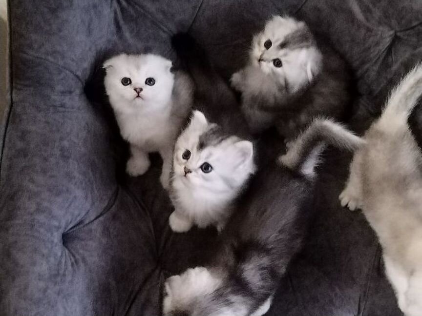 Шотландские вислоухие котята