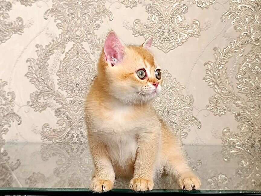 Яркий золотой мальчик