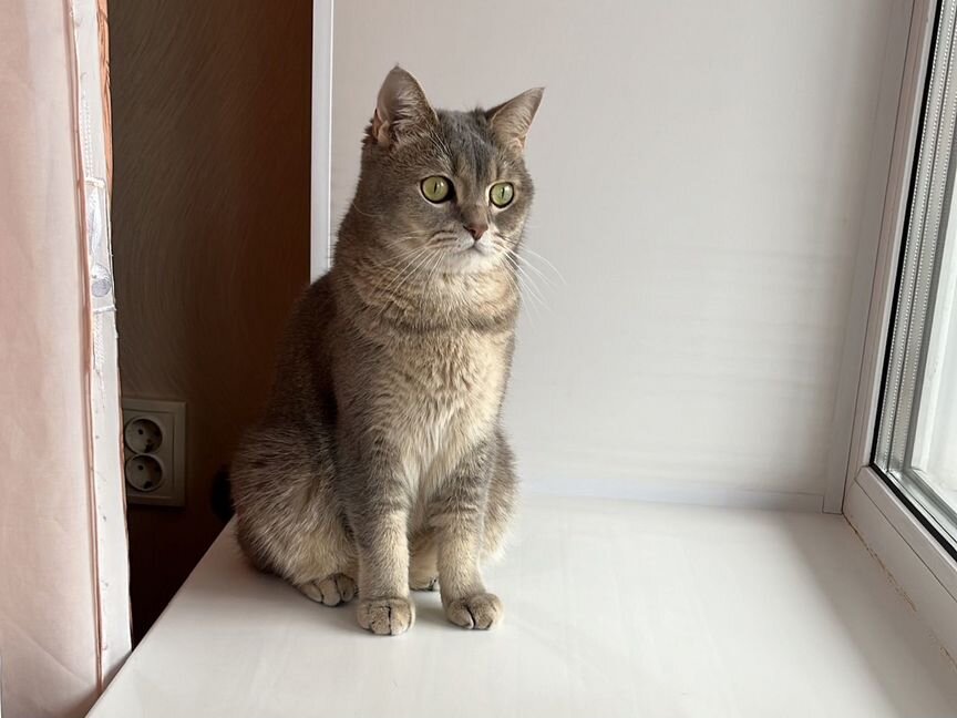 Шотландский кот в дар