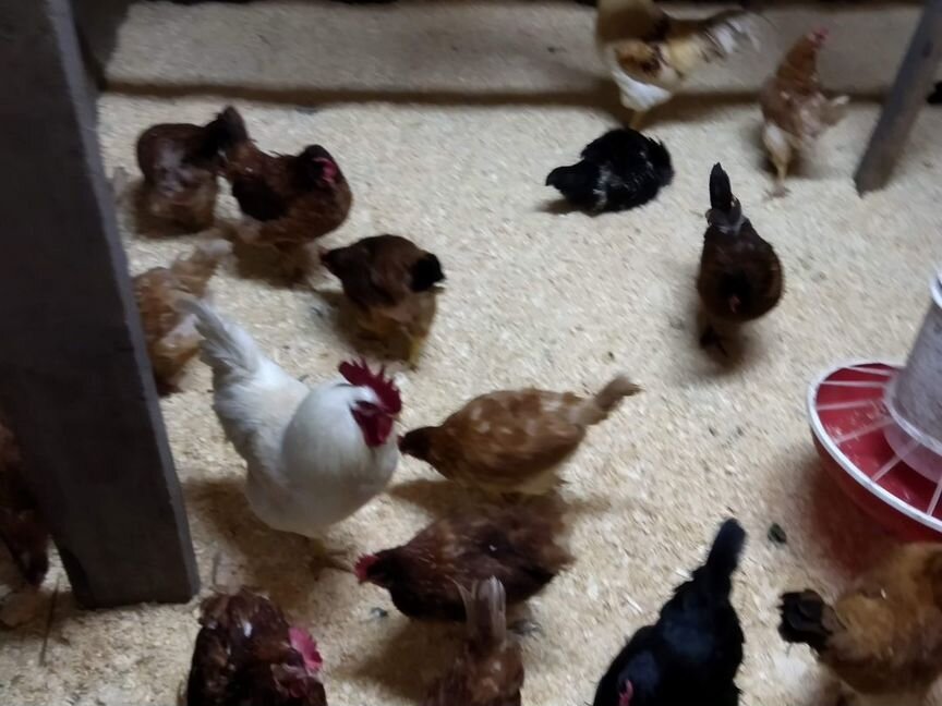 Куры несушки продам