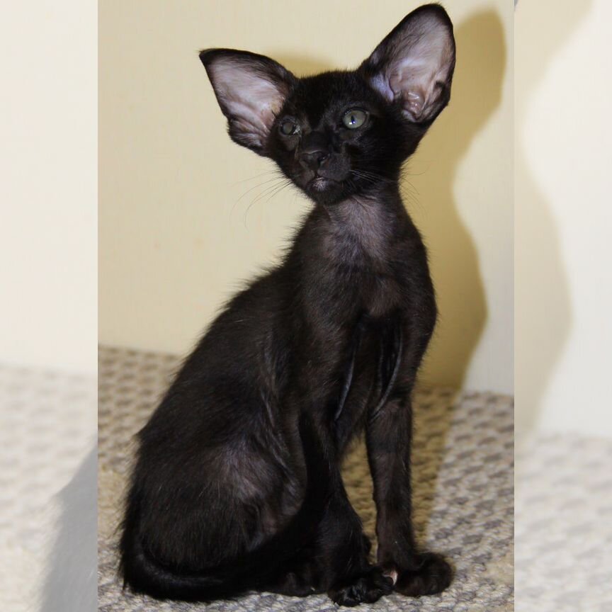 Ориентальный котёнок