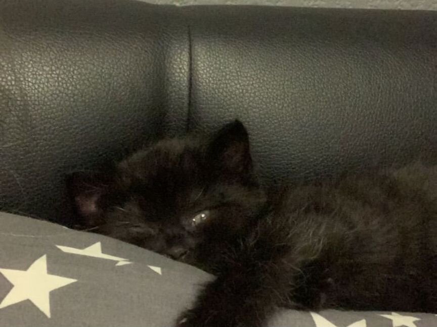Кот феликс