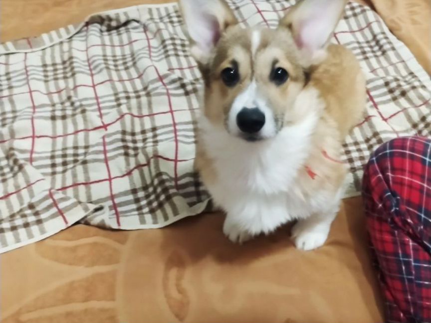 Вельш-корги пемброк