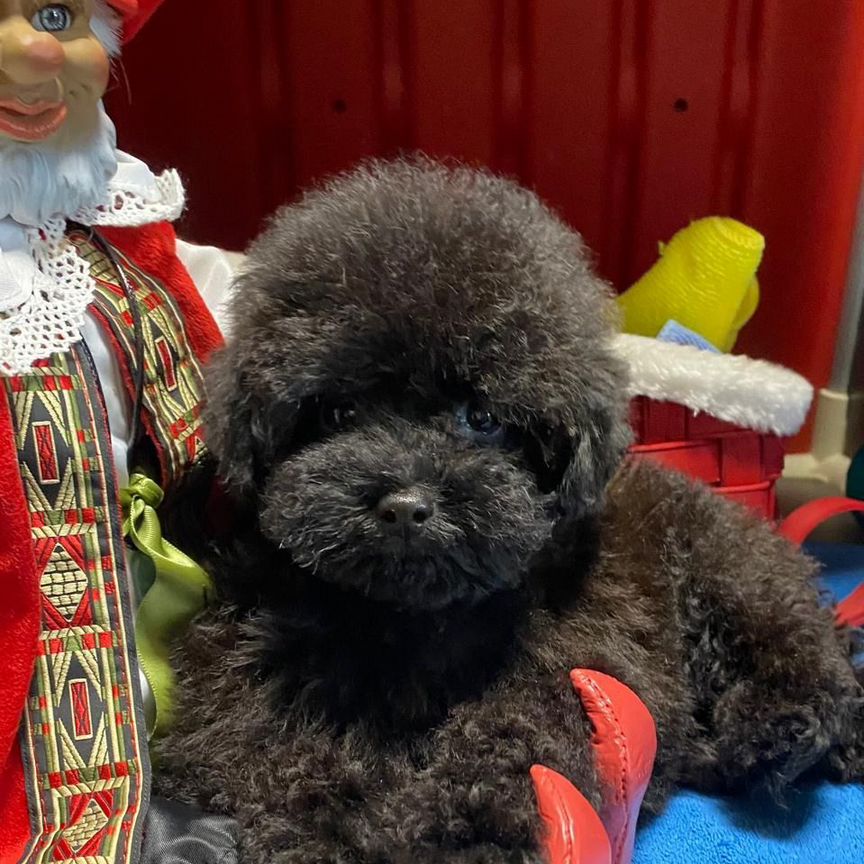 Той пудель мальчик