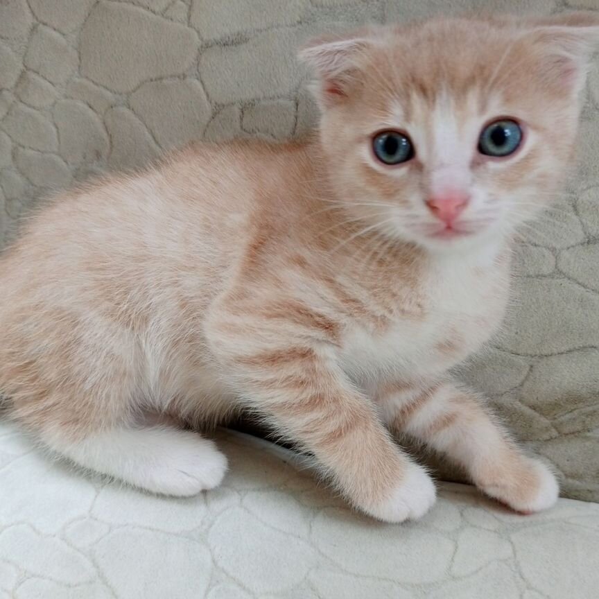 Шотландский вислоухий короткошёрстный котёнок