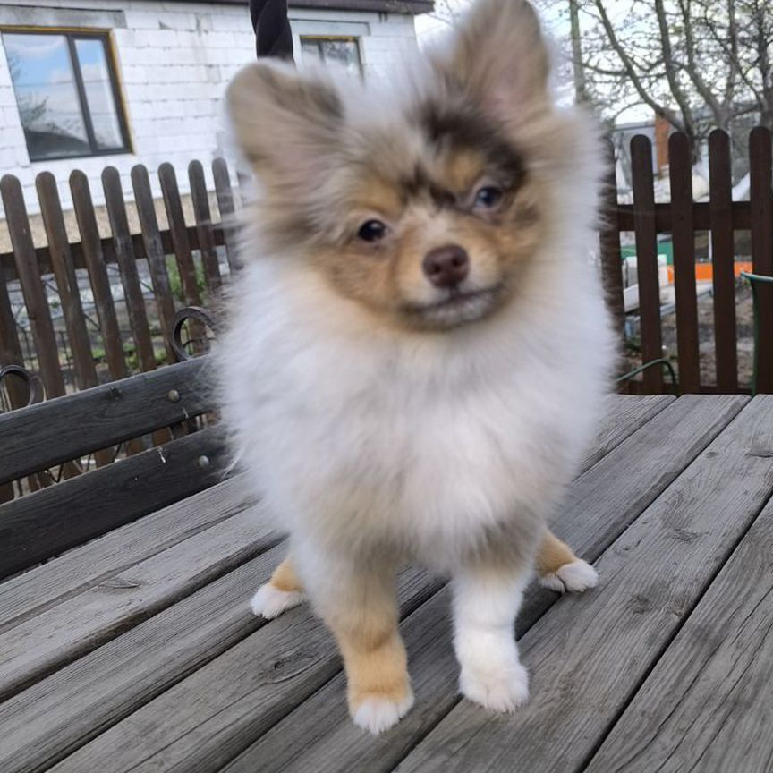 Померанский шпиц, щенок