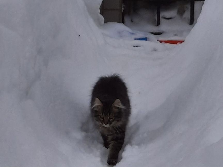 Красота сибирская в добрые руки