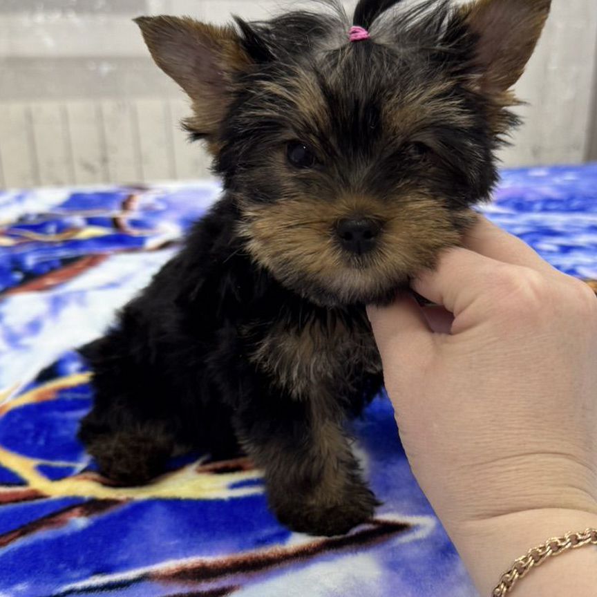 Йоркширский терьер, щенок