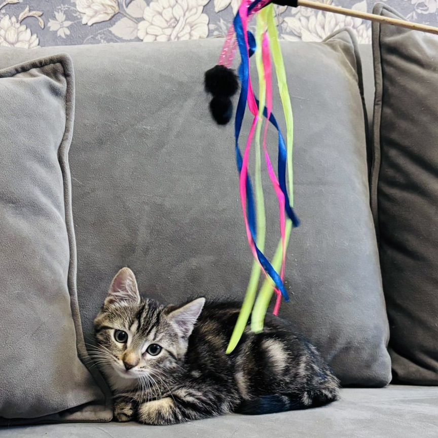 Европейский короткошёрстный котёнок