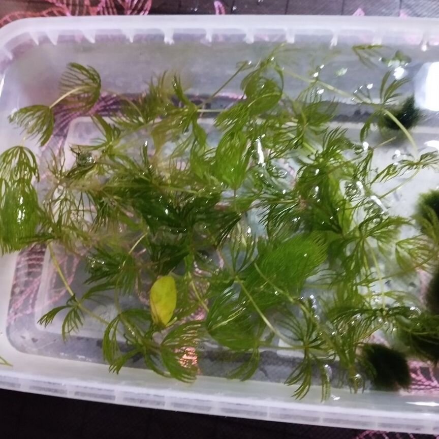 Роголистник для аквариума