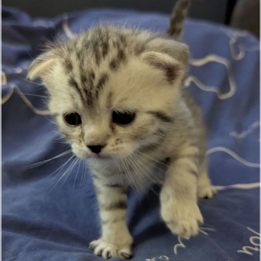 Шотландский вислоухий короткошёрстный котёнок