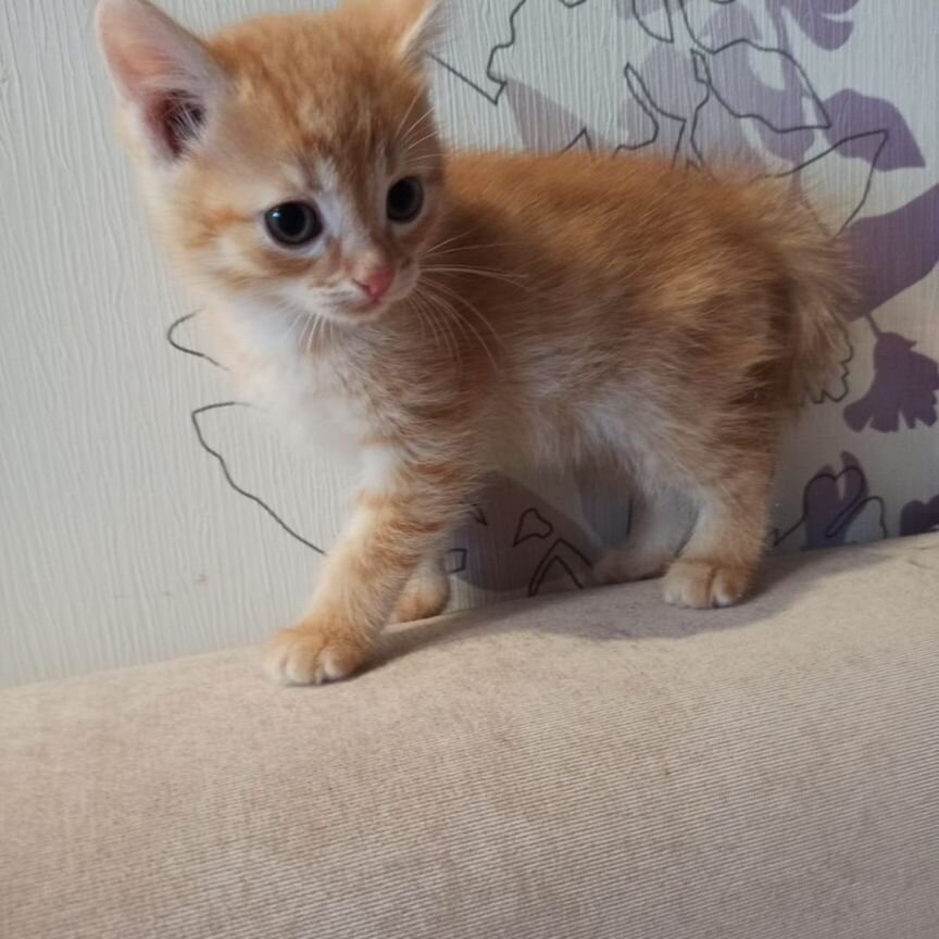 Котёнок в добрые руки