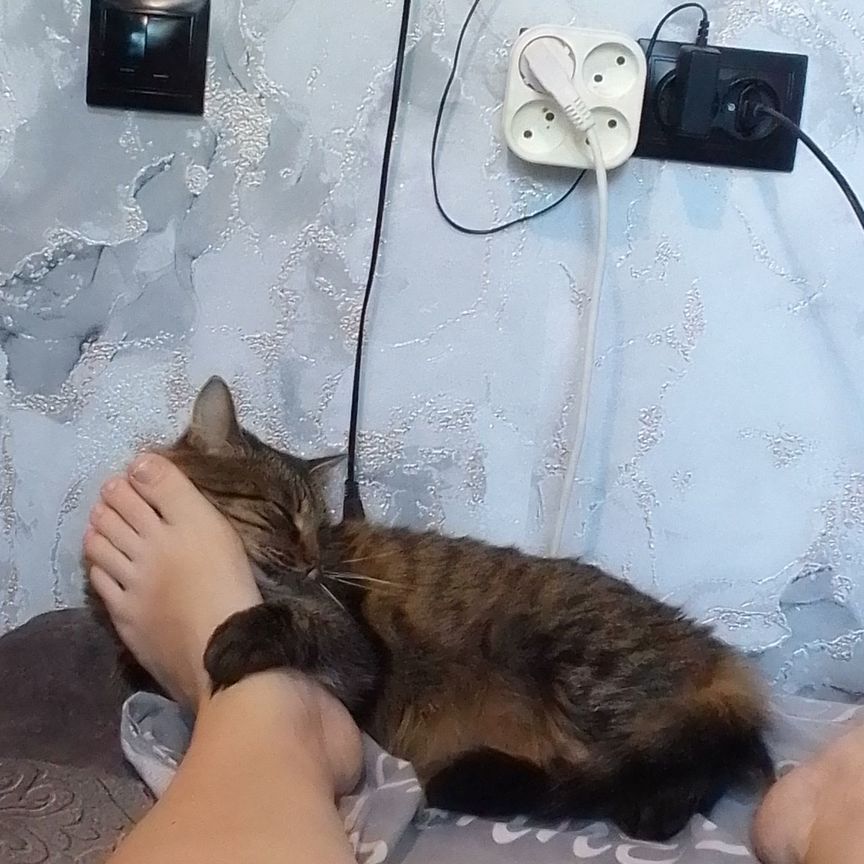 Отдаю ласковую кошку