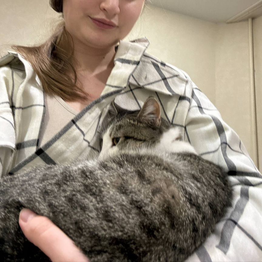 Котенок бесплатно