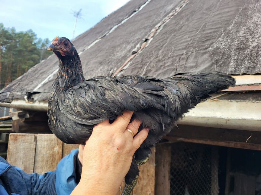 Куры молодки домашние