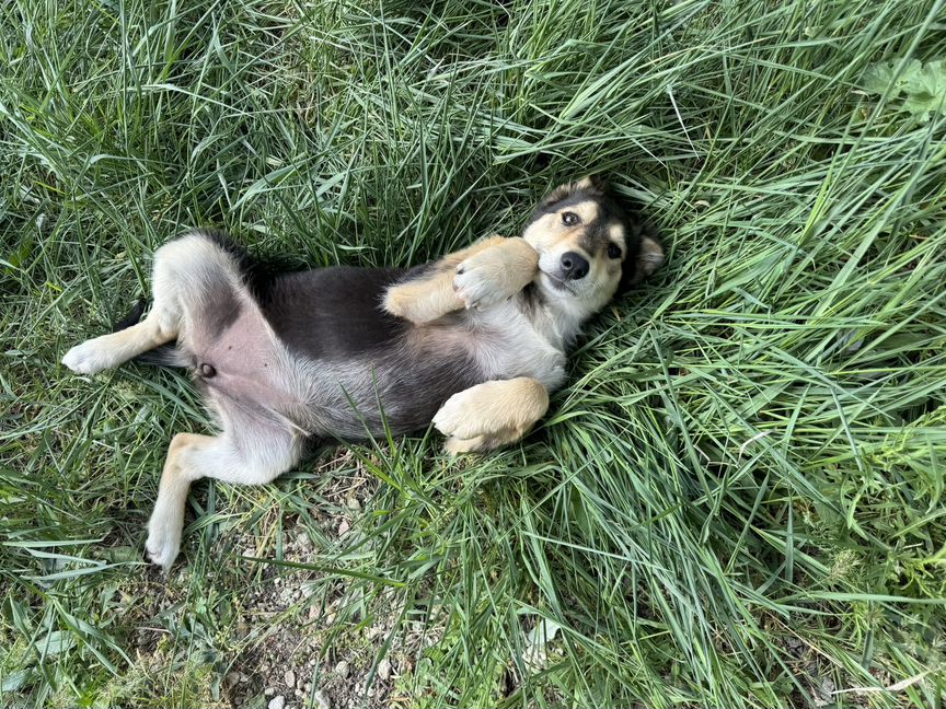 Колли помесь