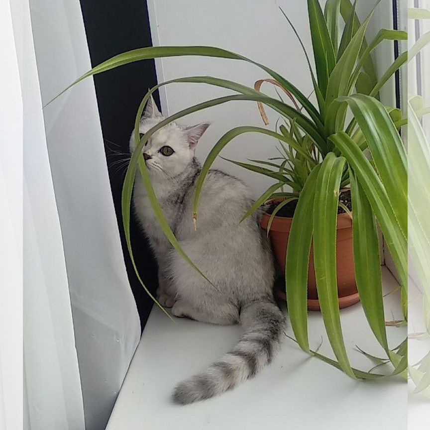 Шотландская шиншила ищет жениха