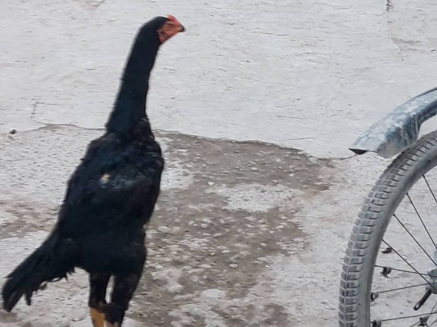 Молодые петушки порода шамо бойцовая