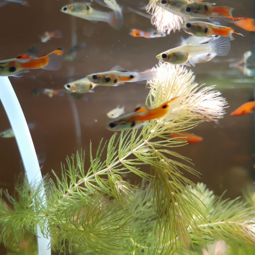 Гуппи эндлера венесуэла