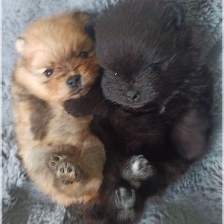 Померанский шпиц, щенок