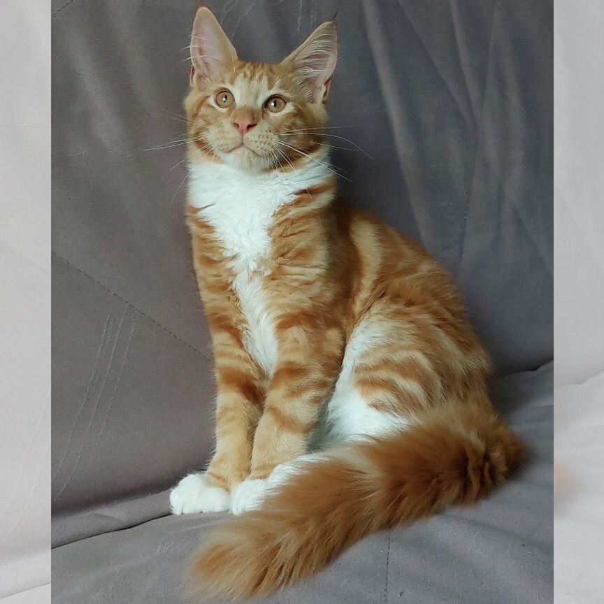 Котик Мейн-кун. 4м