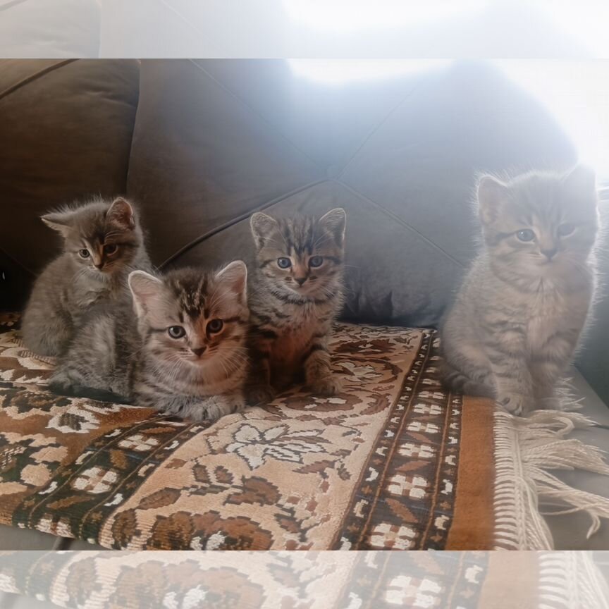 Шотландский прямоухий короткошёрстный котёнок