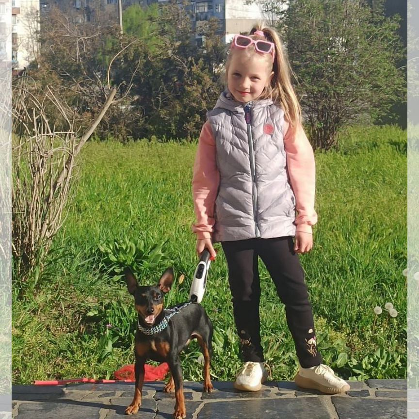 Собака карликовый пинчер