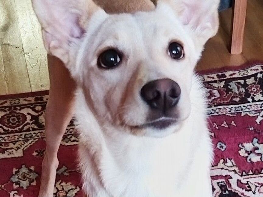 Небольшая собачка из приюта