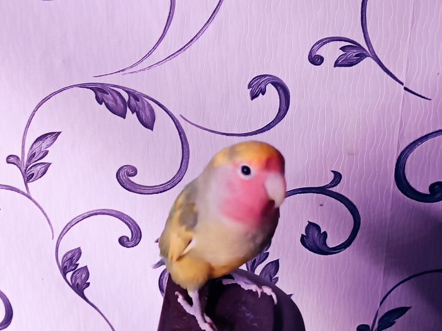 Попугай неразлучник