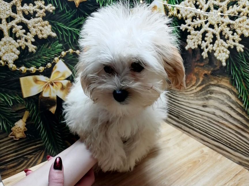 Девочка мальтипу f1 мини