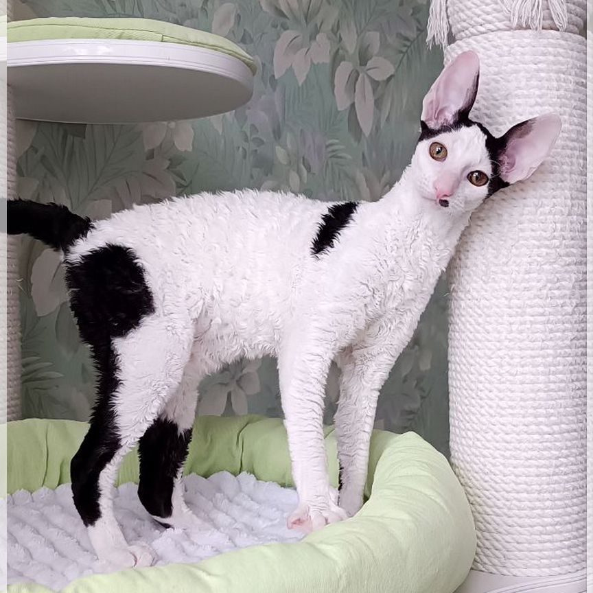 Корниш-рекс котёнок