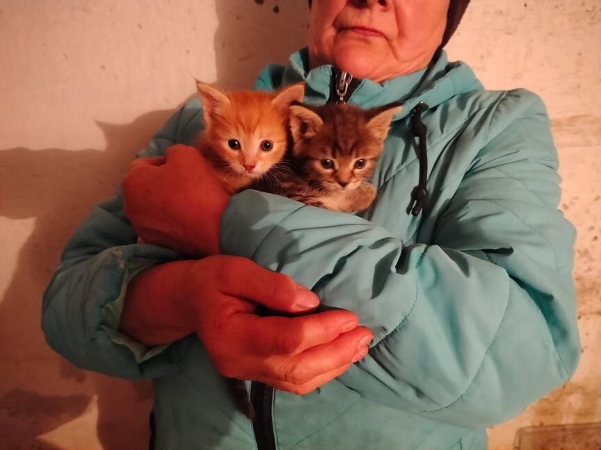 Котята-пушистики