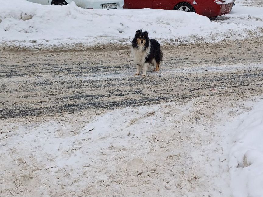 Собака маленькая колли бродит на Губкина