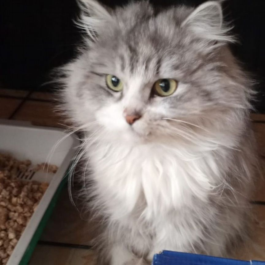 Кошка