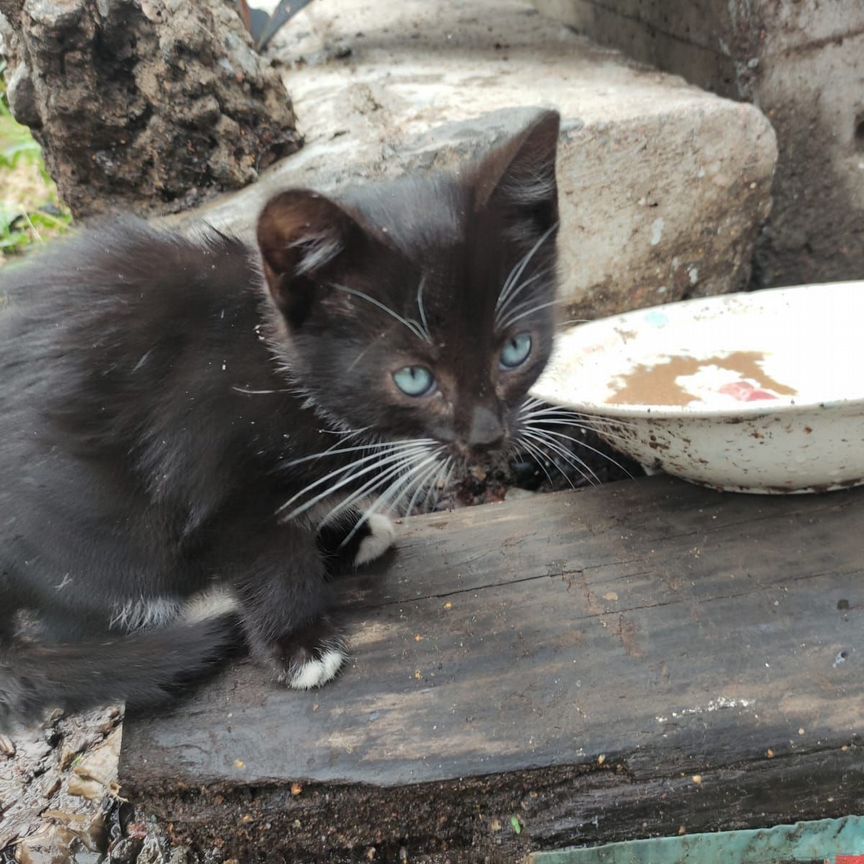 Котёнка могут загрызть собаки